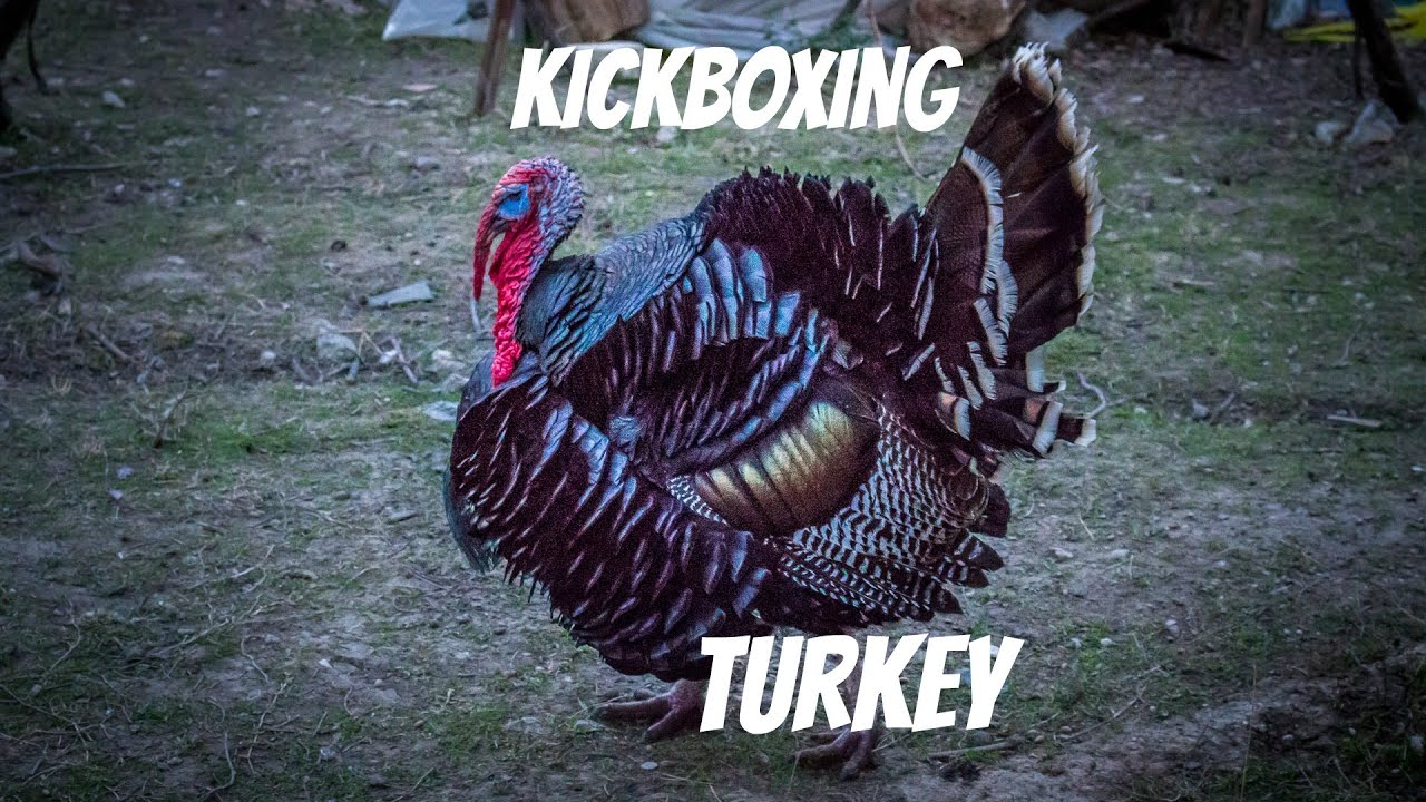 LURKEY THE KICKBOXING TURKEY - YouTube