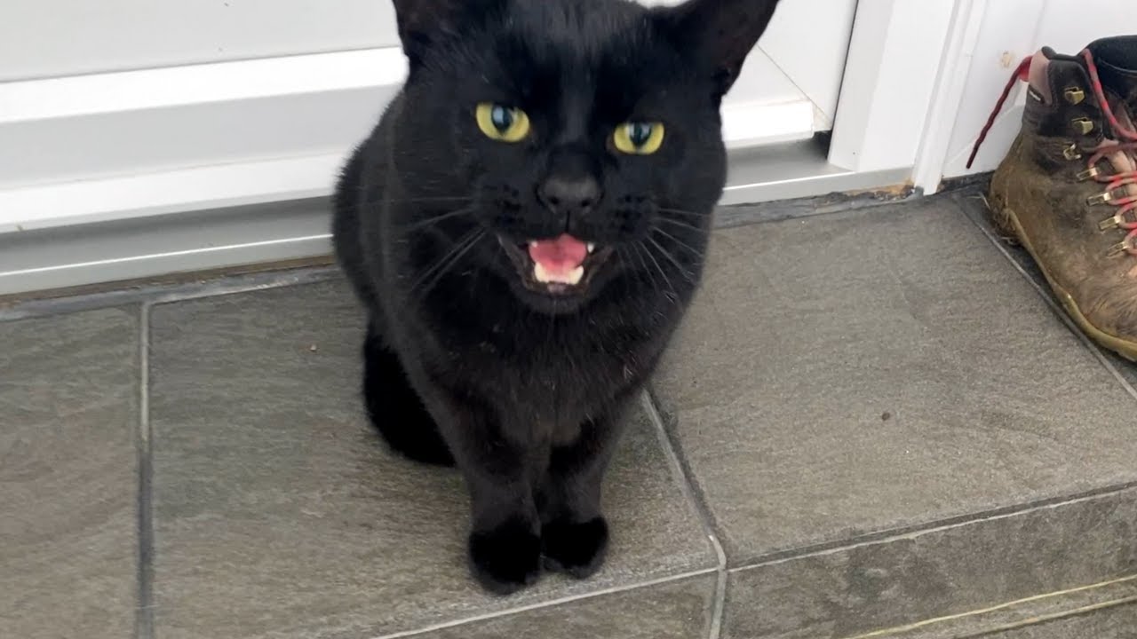 “meow meow meow let me in please” - YouTube