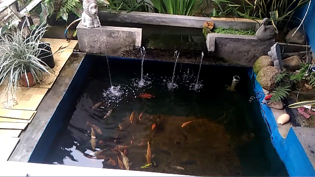 Kolam Koi - YouTube