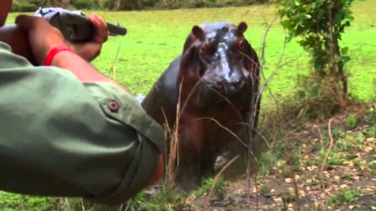 Death In Full-Charge DVD with Mark Sullivan-DIIZCHE SAFARI ADVENTURES ...