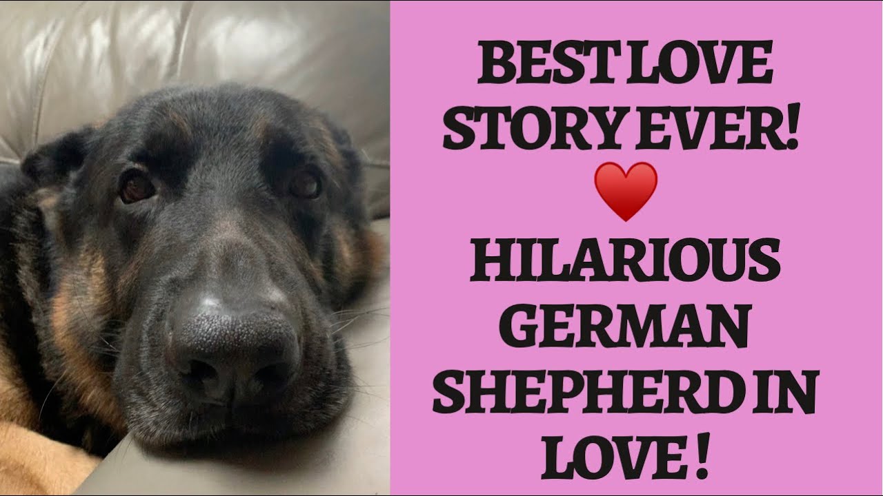 Funny Adorable German Shepherd LOVE STORY The Ending is the BEST Thing ...