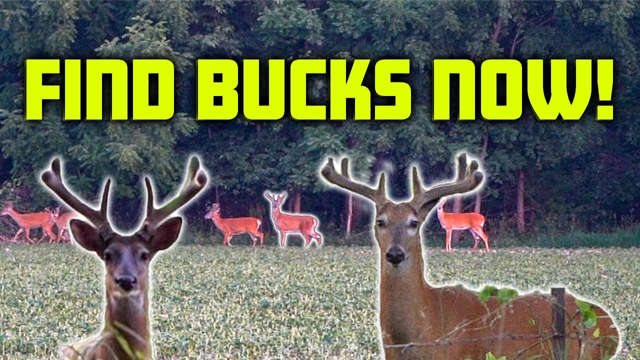 Whitetail Summer Scouting - Iowa Public Land Scouting Trip - YouTube