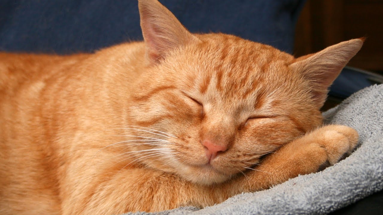 Bakit natutulog ang pusa malapit sayo? 5 reasons - YouTube