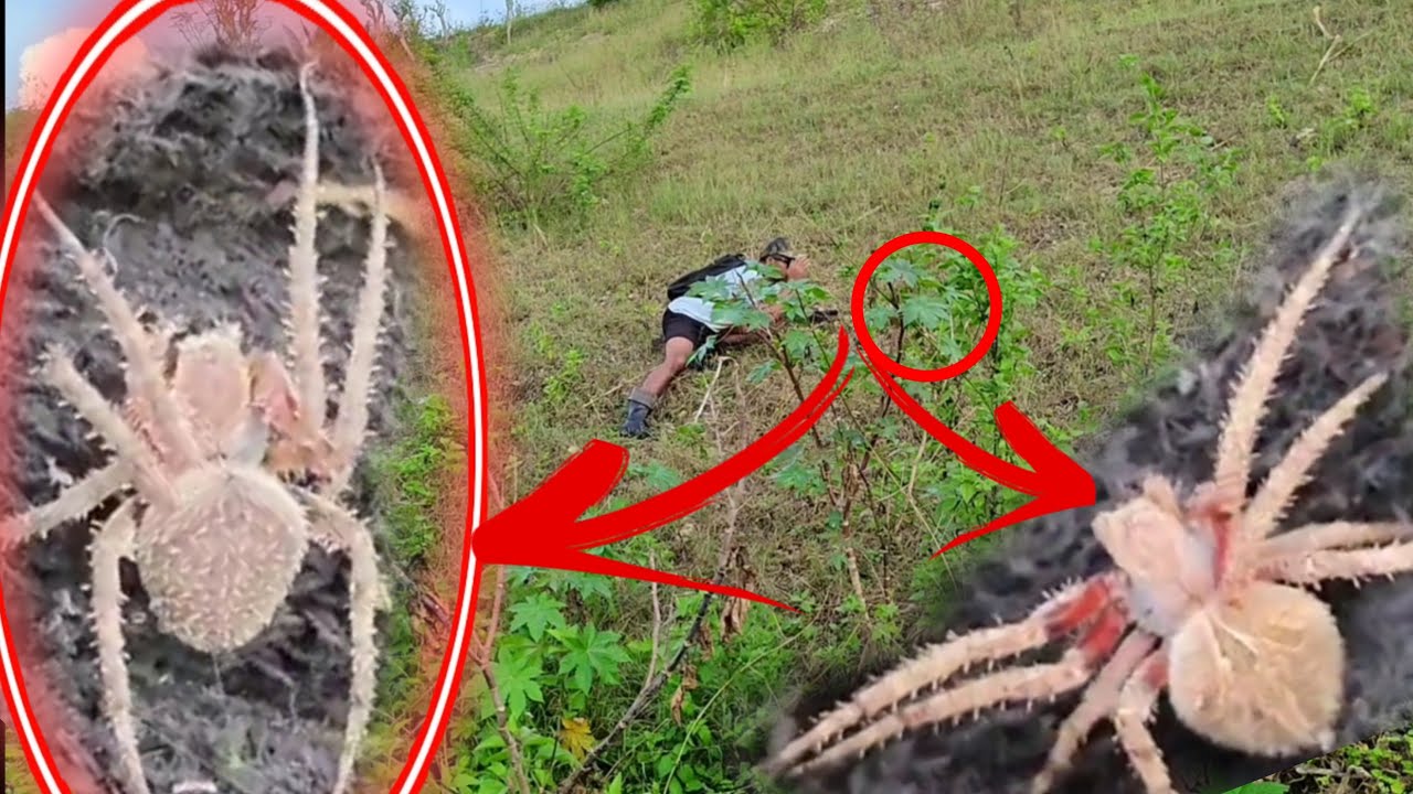 #Spider Hunting/May nakita akong Red Devil - YouTube