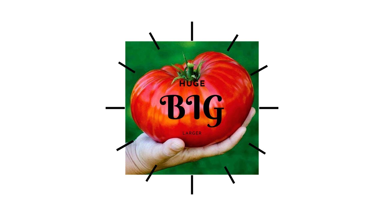 Single stem tomato plants often produce larger Fruit. The science ...