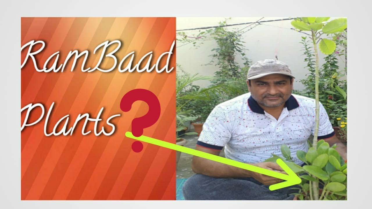 How to grow Patharchatta plant - YouTube