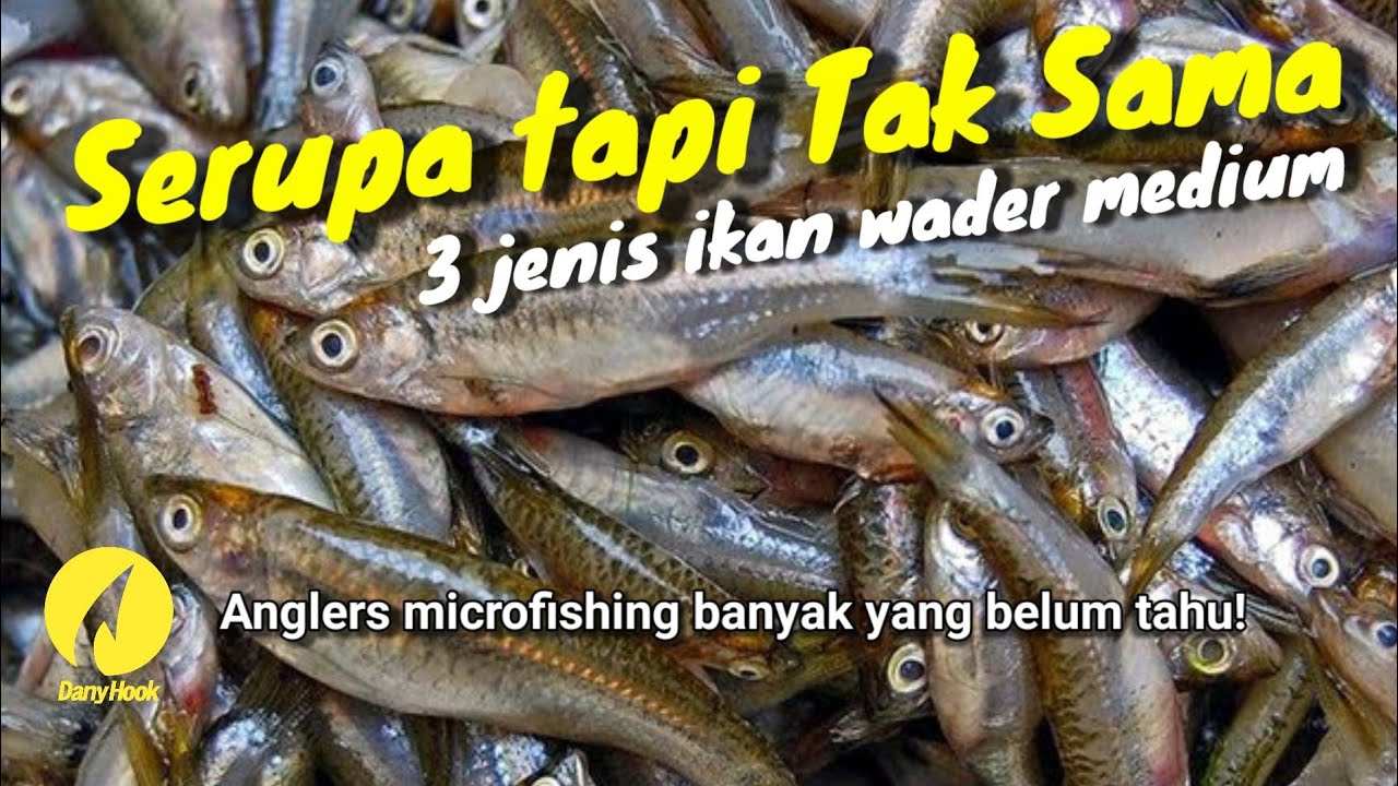 JENIS-JENIS IKAN WADER MEDIUM, FAKTA UNIK IKAN WADER, INFO ANGLERS ...