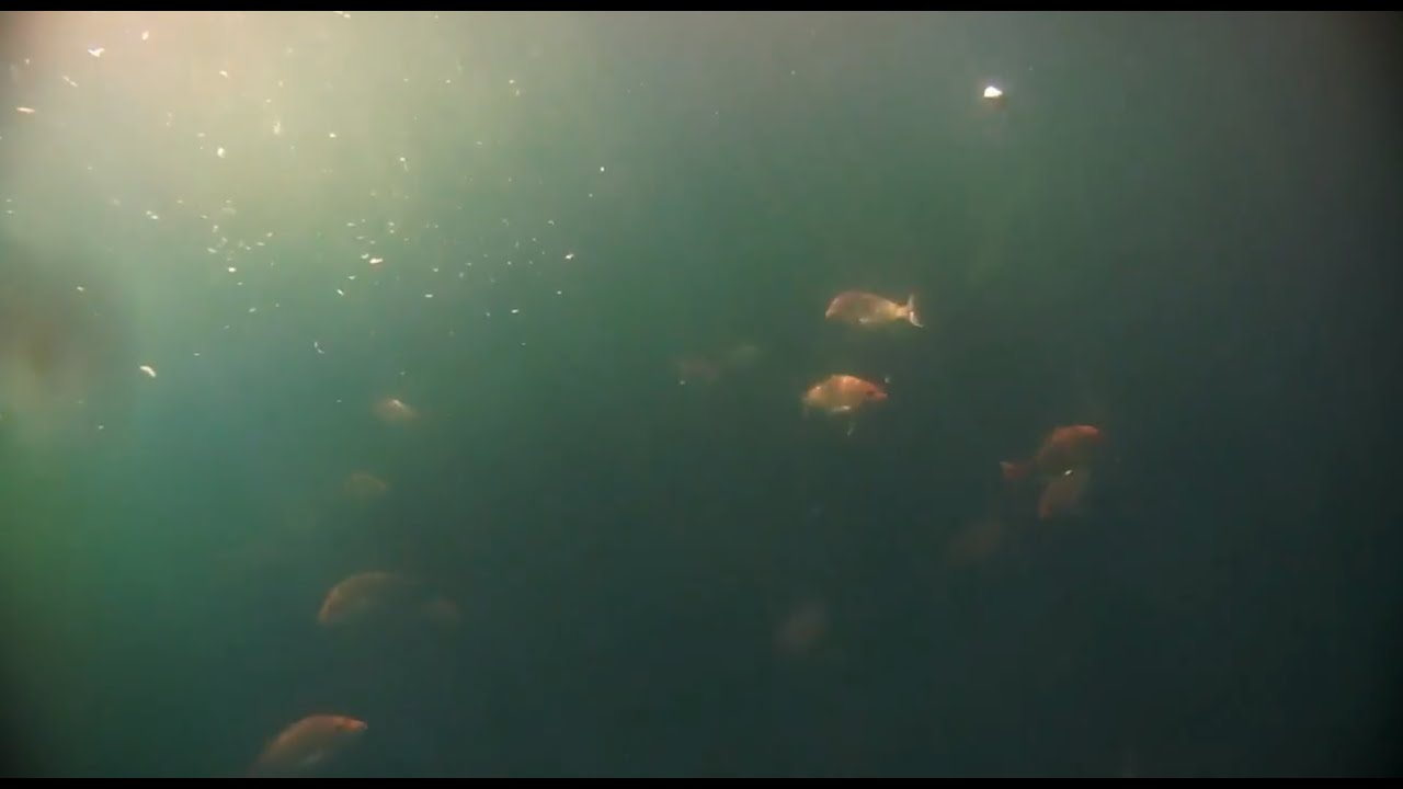 Chumming for Red Snapper - YouTube