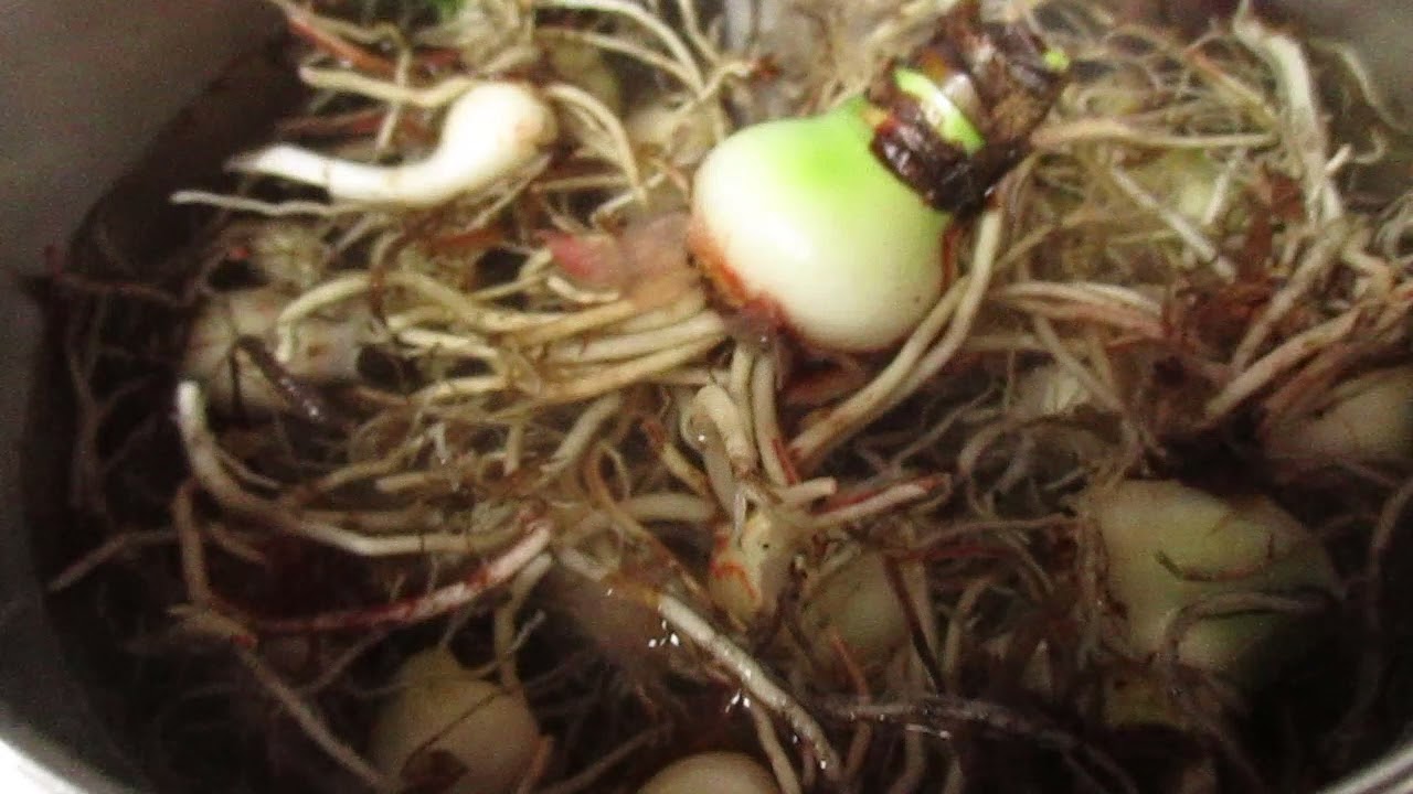 Treating Amaryllis (Hippeastrum) containing Red Blotch with hot water ...