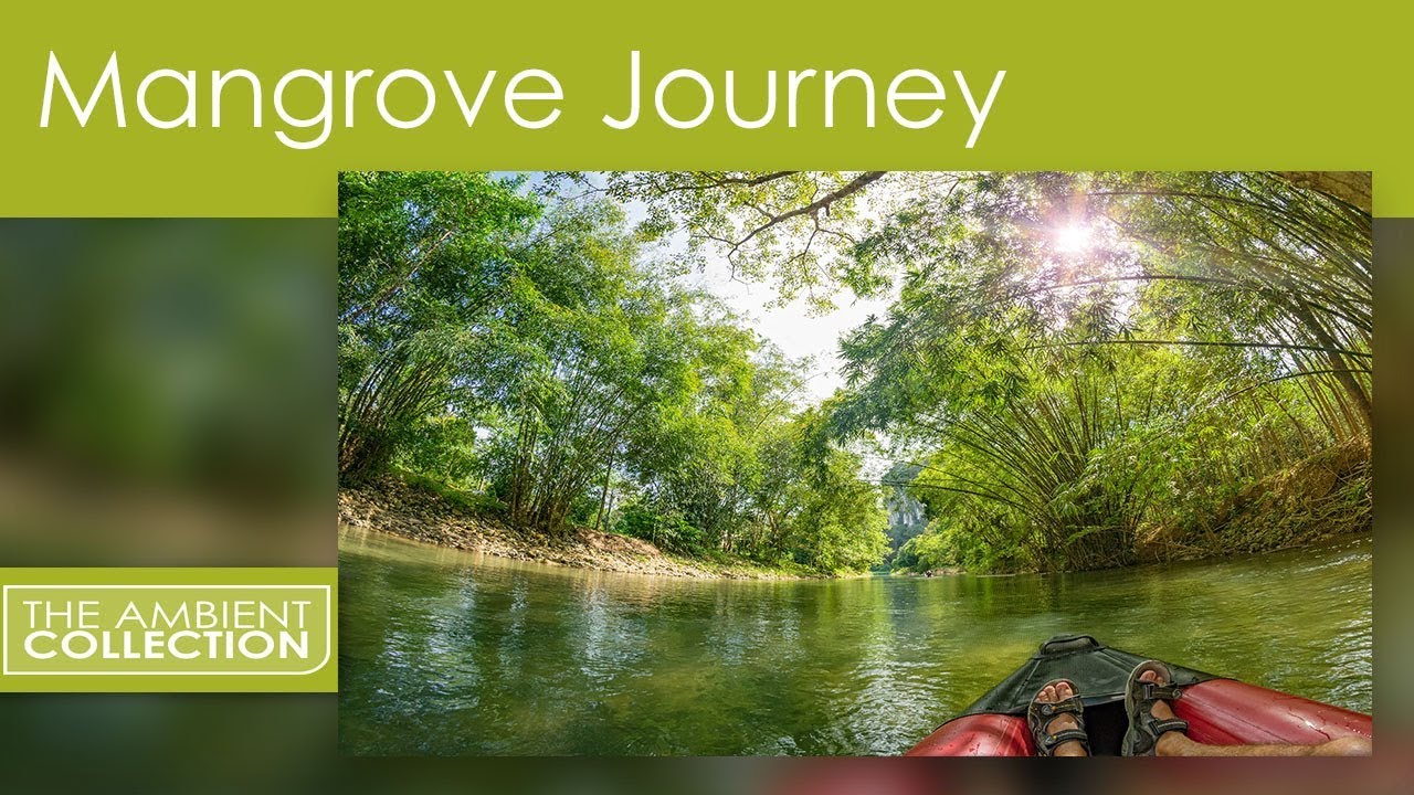 Relaxing DVD - Mangrove Journey - Tropical Waterfalls With Nature ...