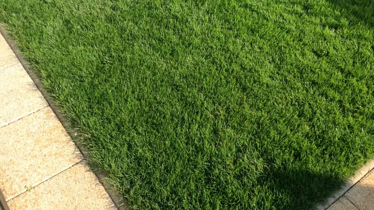 Cum am intretinut eu gazonul. Gazon dupa 7 luni de la semanat. www ...