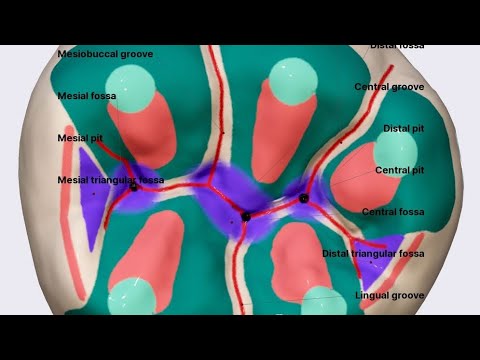 Tooth morphology | RCT #medical #anatomy #bds #learning #rct #tooth # ...