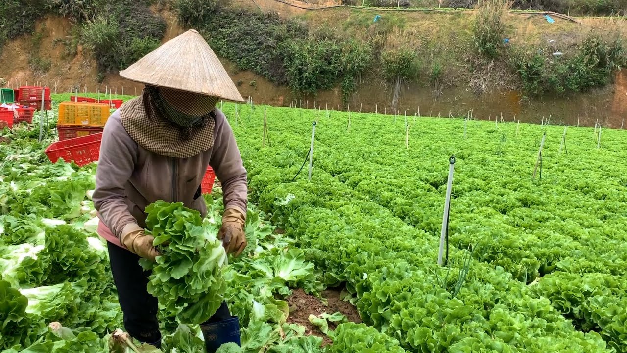Thu hoạch XÀ LÁCH CAROL, loại rau rất được ưa chuộng bởi người Đà Lạt ...