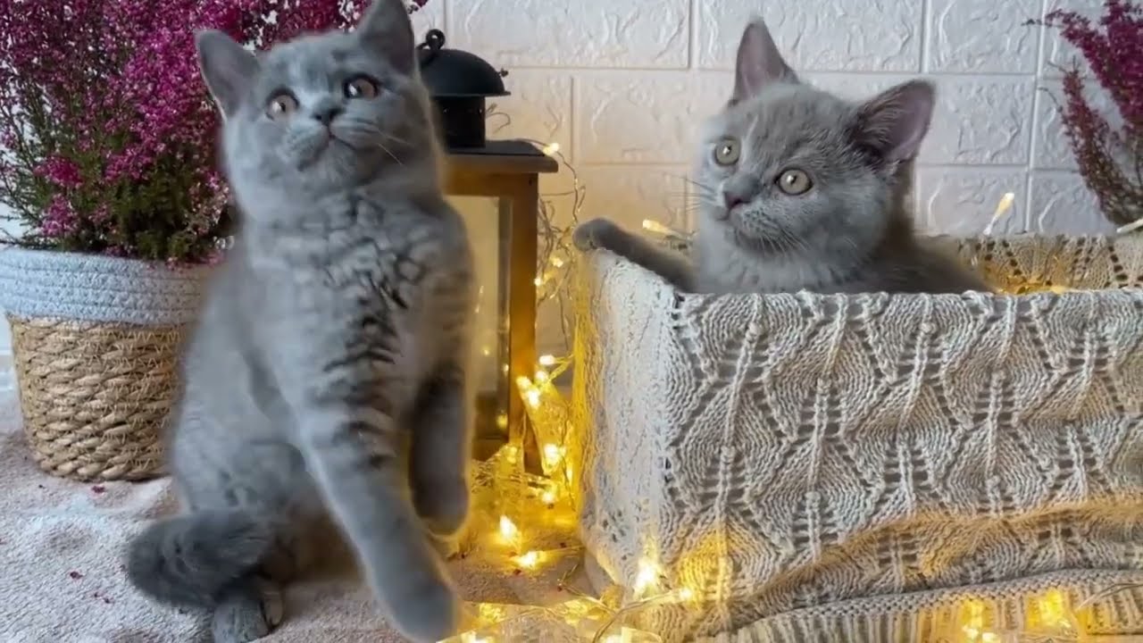 Our Cozy kittens - YouTube