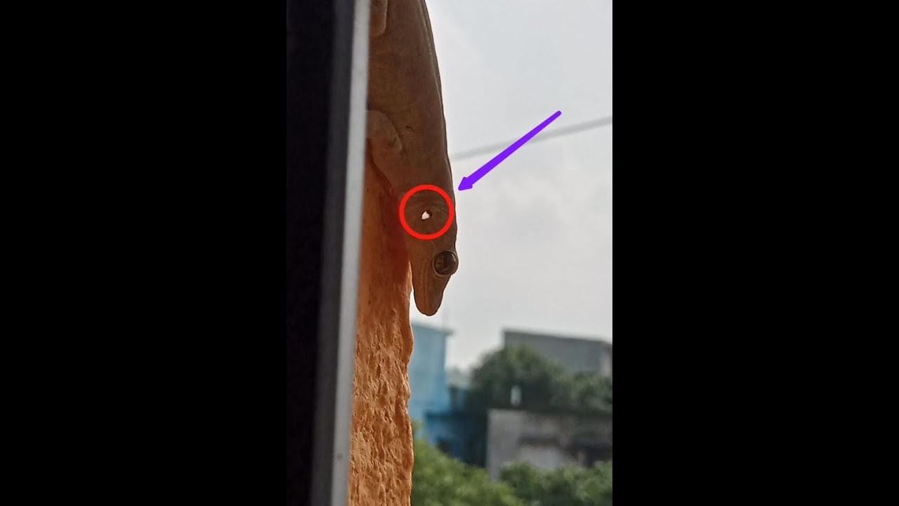 House lizard with HOLE in its Neck! But Still Alive!! What a Gecko ...