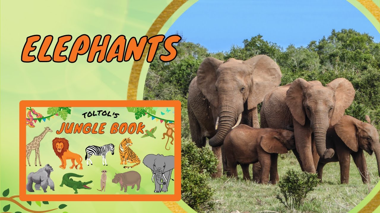 Learn about ELEPHANTS for KIDS | Toltol’s Jungle Life Book - Kids ...