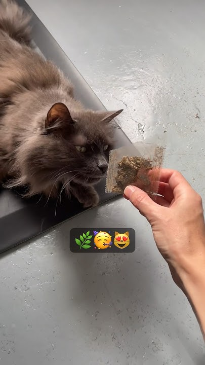 Libby’s Favourite Line #cat #catnip #catvideos - YouTube