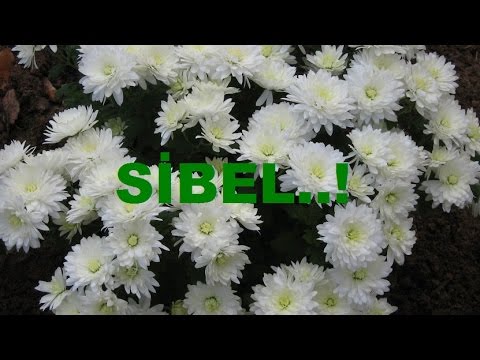 Sibel İsminin Baş Harfleriyle Aşk Şiiri