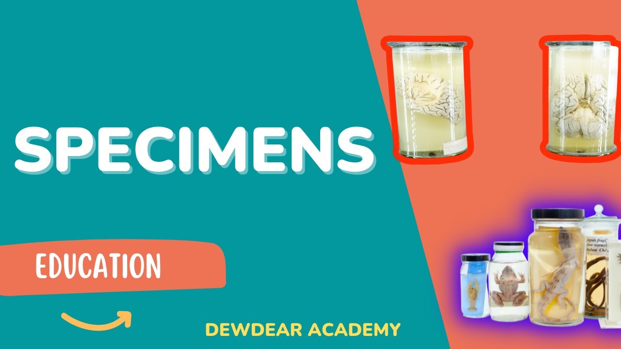 Specimen for Teaching/ Education devices / Uses/ How Specimen helps in ...