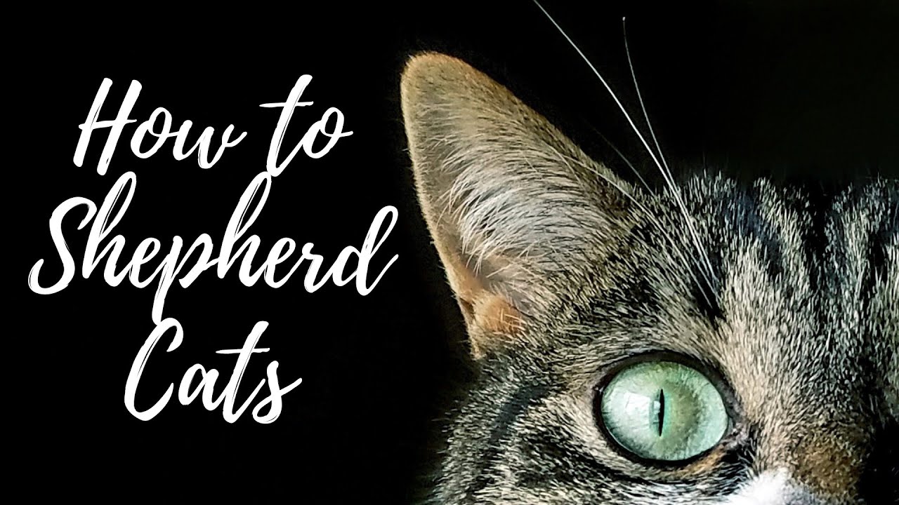 "How to Shepherd Cats" - YouTube