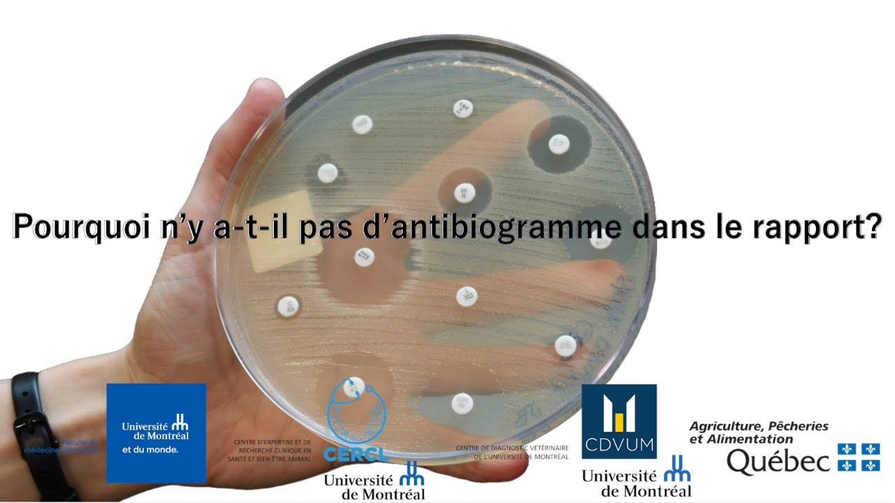 Pourquoi n'y a-t-il pas d'antibiogramme dans le rapport? Explications ...