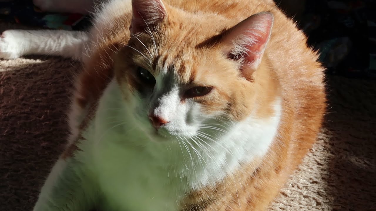 Cat Isn't Bothered By Our Weird - YouTube
