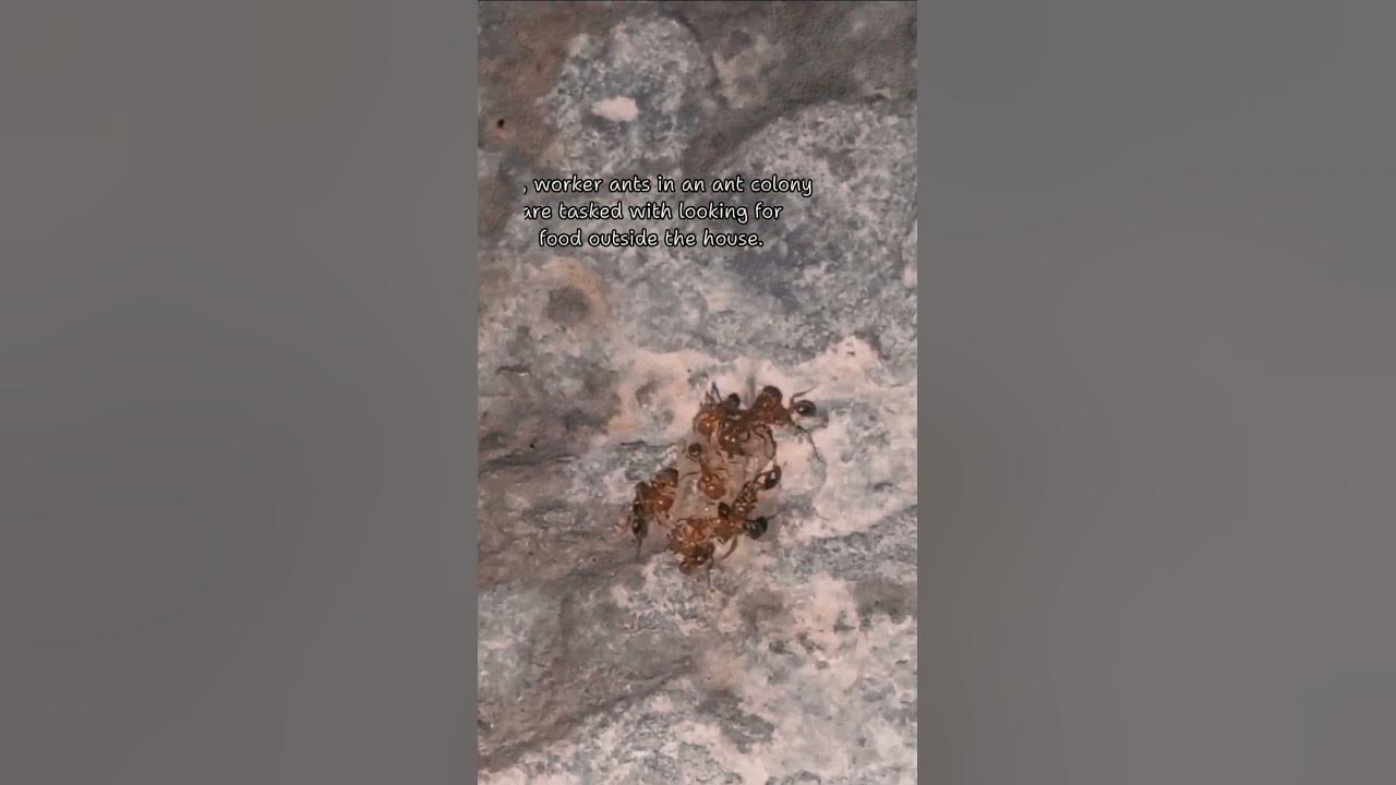 Going Far to Find Food, How Do Ants Find Their Way Home? 😭 #unique #uniqueshorts #shorts #ants ...