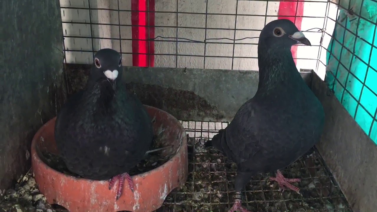 BLACK RACING PIGEON LATE HATCH - YouTube