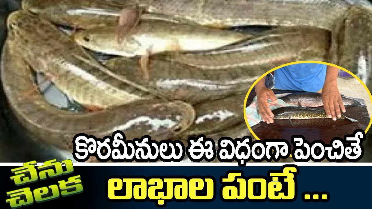 Chenu Chelaka | The Best Management Techniques in Murrel Fish Farming ...
