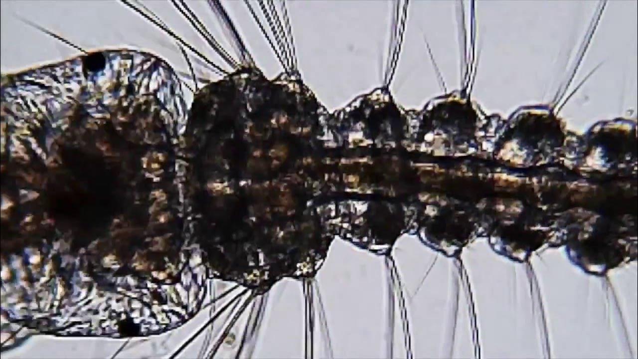 Pond water under microscope - YouTube