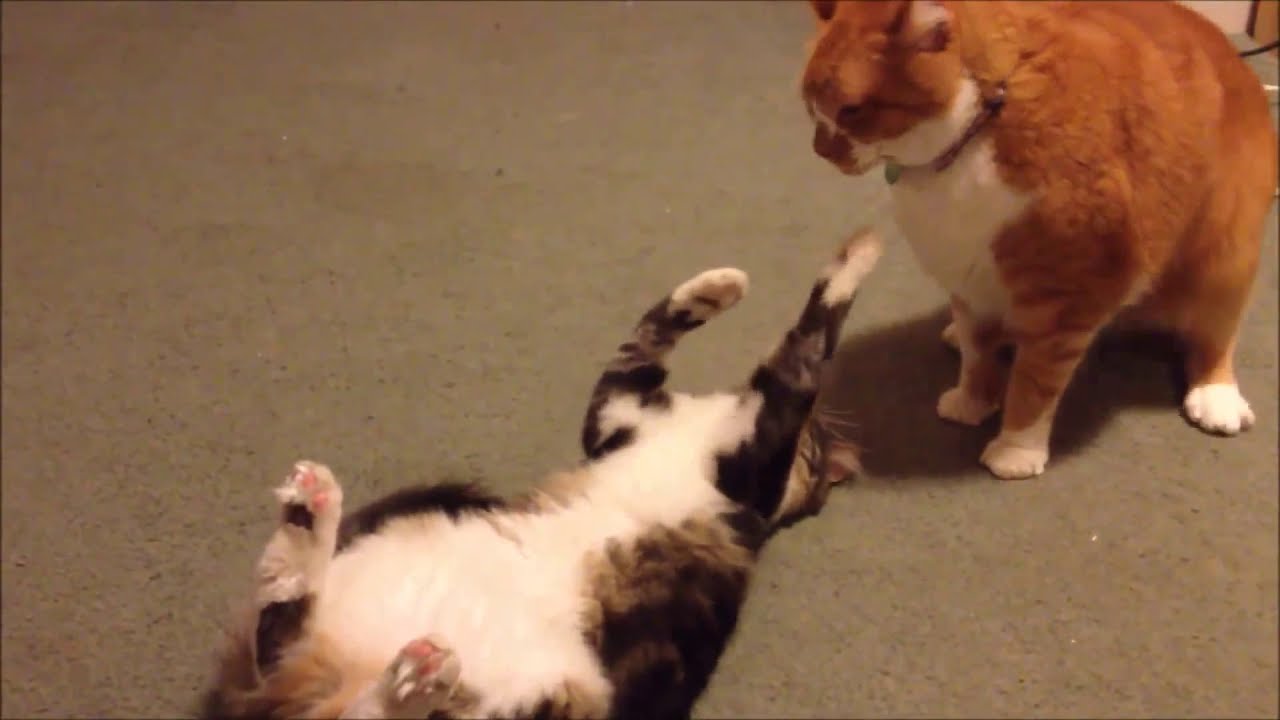 Cats fail compilation 2020 - So Funny try not to laugh! - YouTube