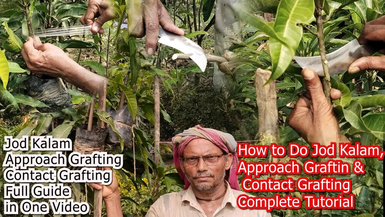 Approach and Contact Grafting & Jod Kalam Explained A to Z | Complete ...