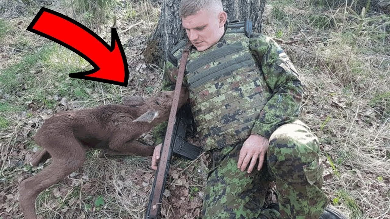 Bu Geyik Ormanda Askere Yaklaştı, Sonra Asker Geyiğin Ona Bir Şey ...