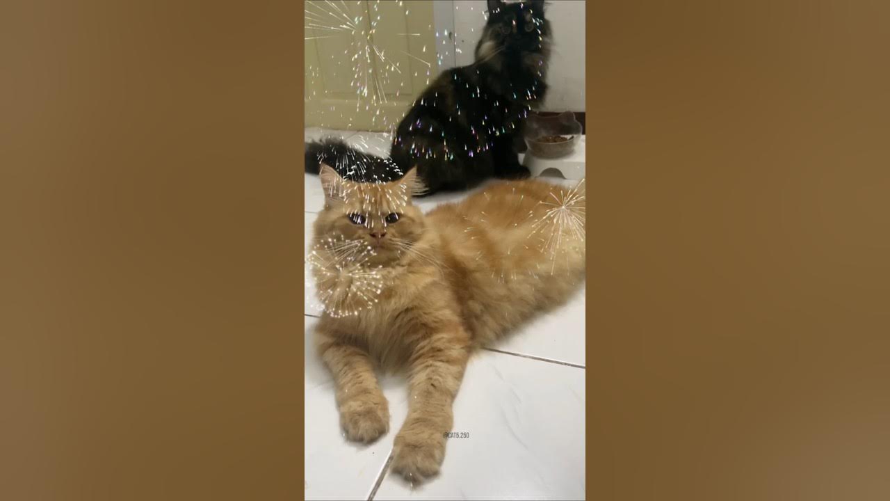 Happy New Year Cats 🎉🎆 #cat #happynewyear #shorts - YouTube