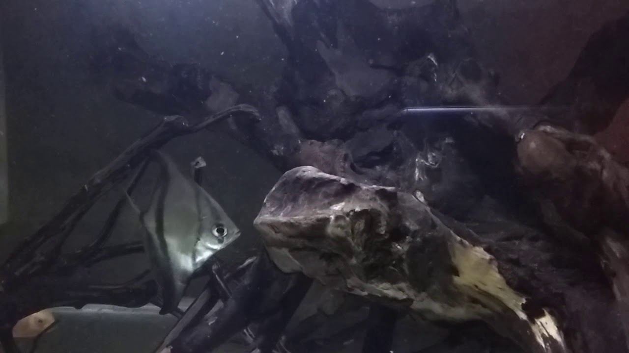 Mono sebae african fish - YouTube