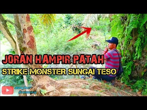 Mancing Umpan Ulat Pisang Strike Monster Sungai Teso