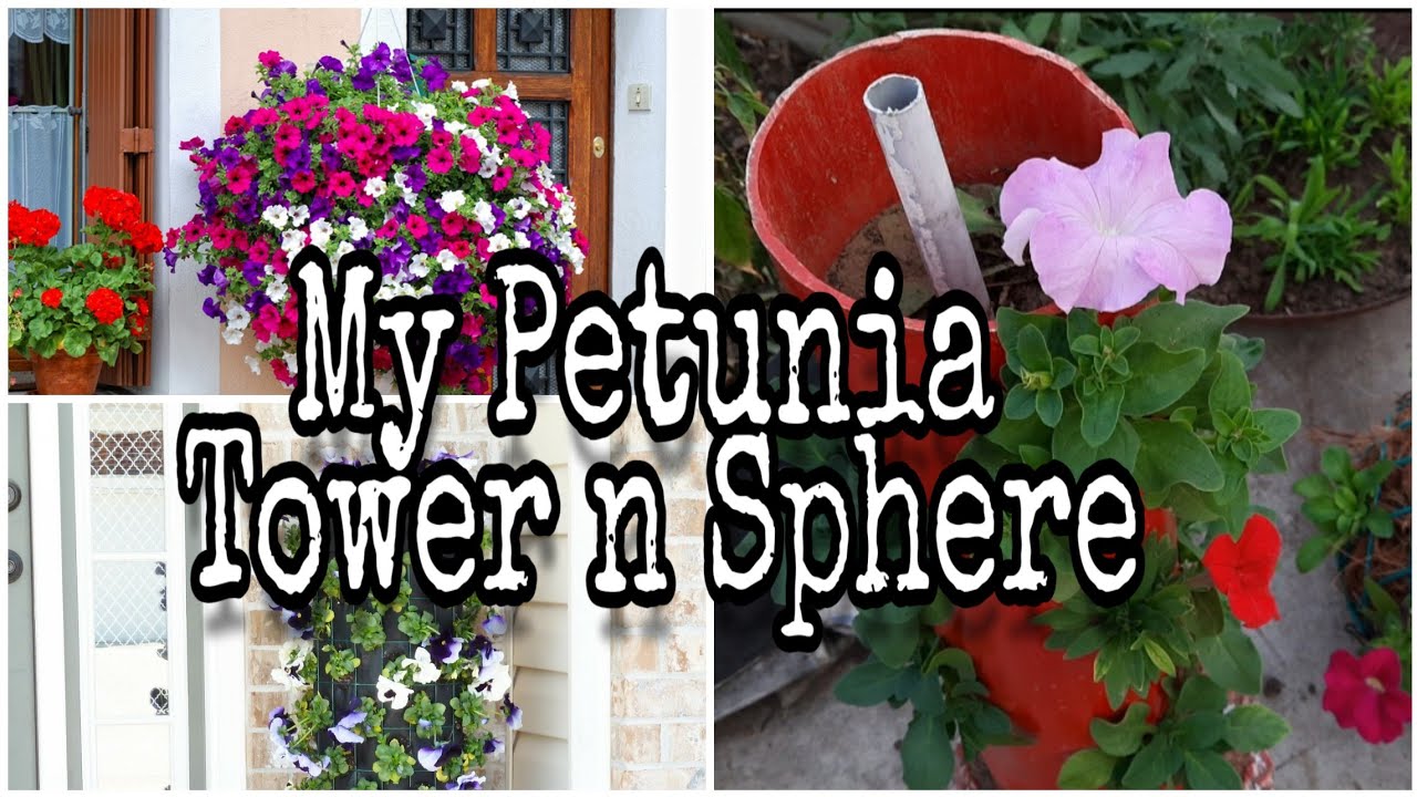 My Petunia tower n sphere, पिटूनिया का टॉवर और स्पेयर - YouTube