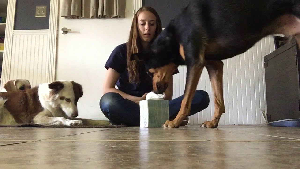 Teaching Dog To Get Kleenex When You Sneeze Jessa YouTube teaching-dog-to-get-kleenex-when-you-sneeze-jessa-youtube