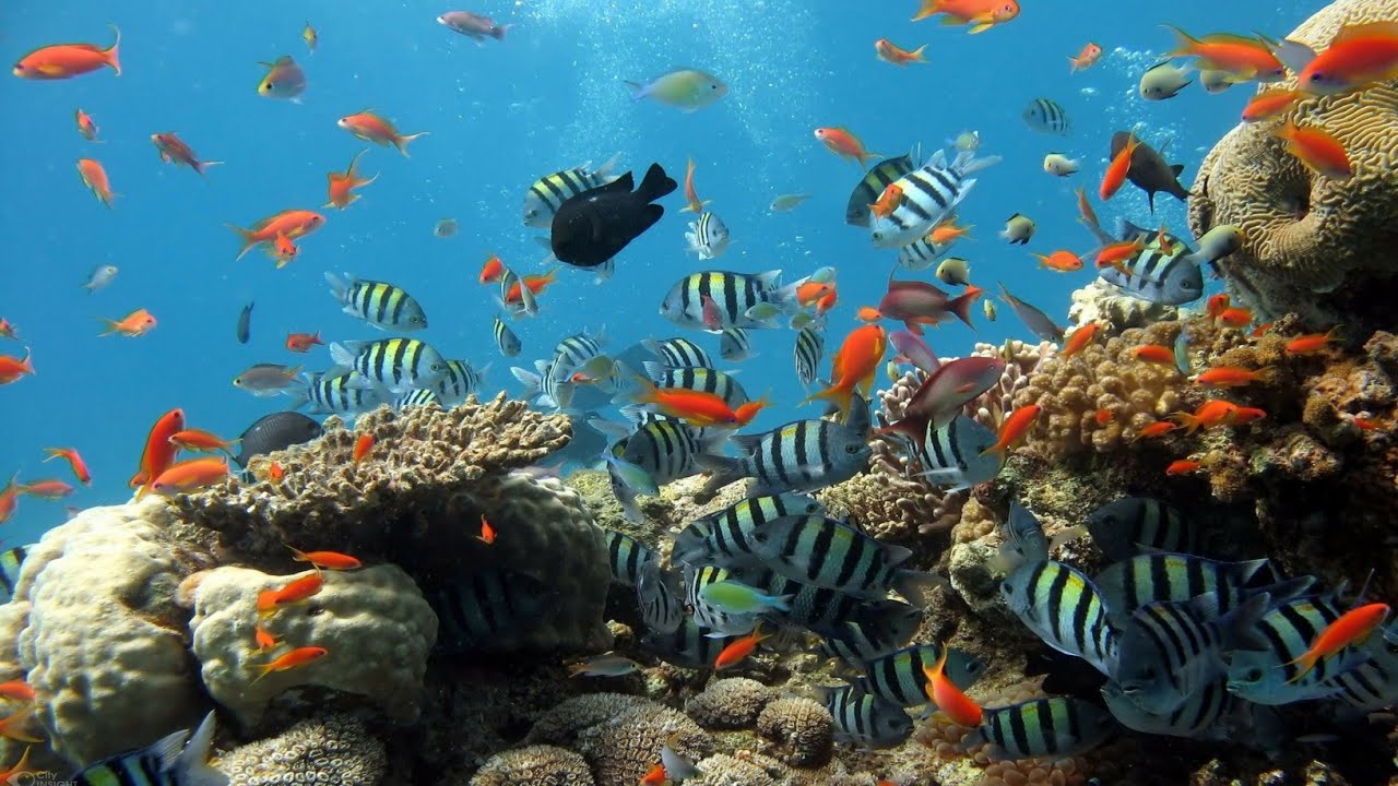 samudrik beautiful fish 🥀🤩🤩🤩 - YouTube