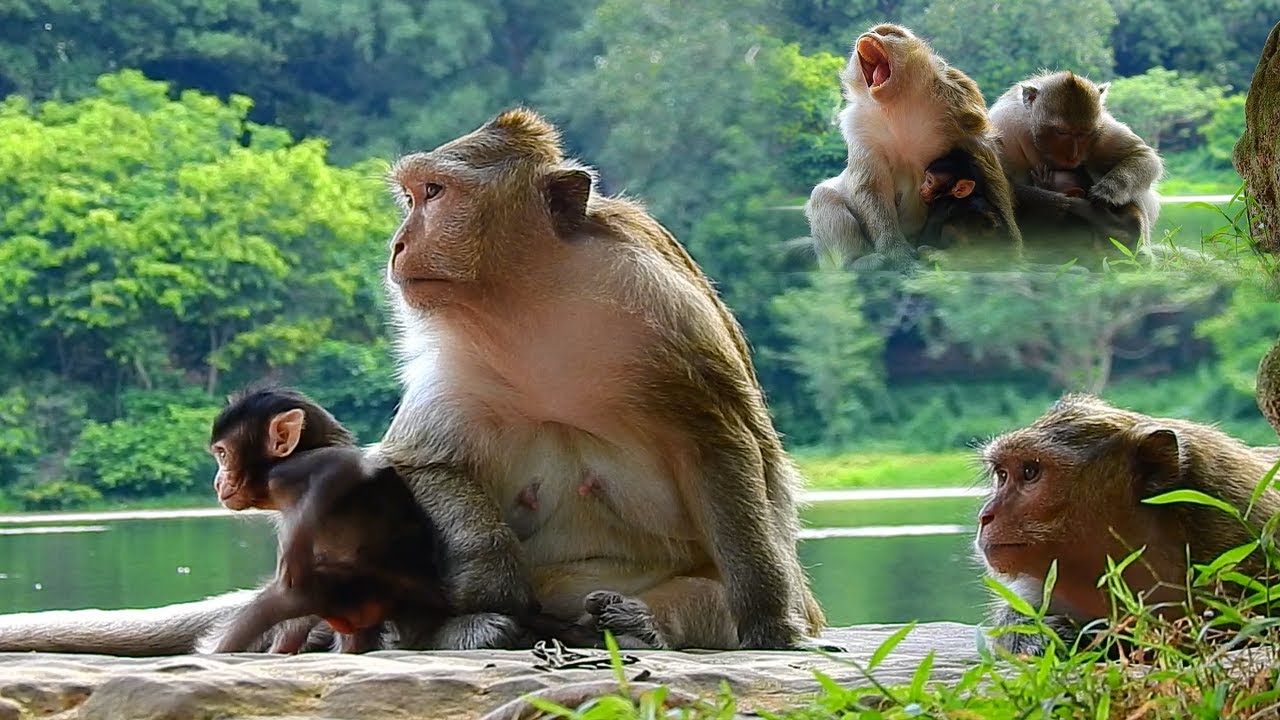 Newborn Baby Monkey Family - Lovely Newborn Monkeys In Bayon Temple ...