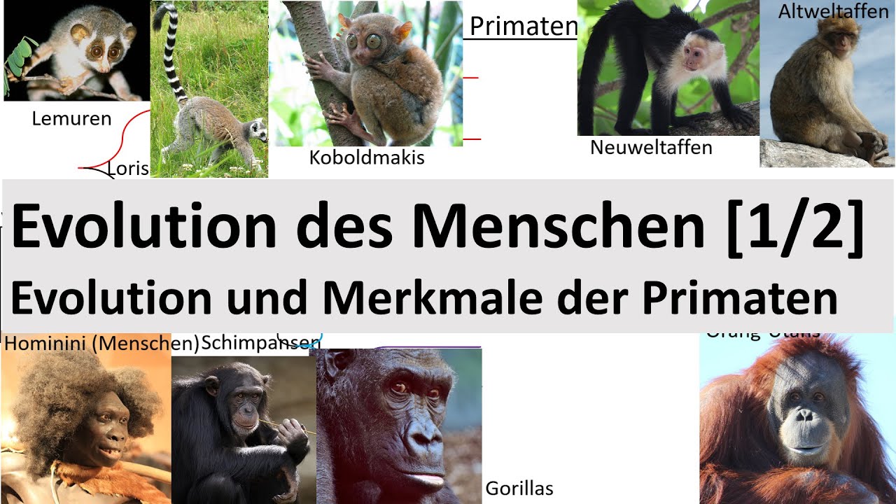 Evolution des Menschen [1/2] - Evolution + Merkmale der Primaten ...