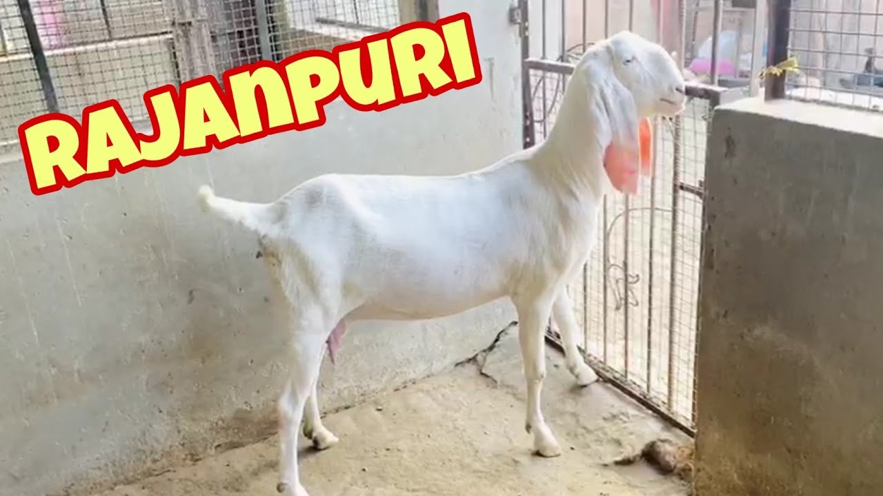 Rajanpuri Goat White Beetal Bakra (Quality Goat) At ₹ 400/kg