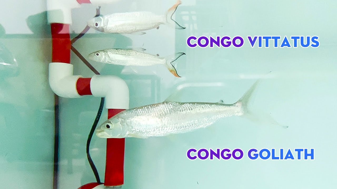Kết nạp thêm cá hổ CONGO VITTATUS 14cm về chung nhà với cá hổ CONGO ...