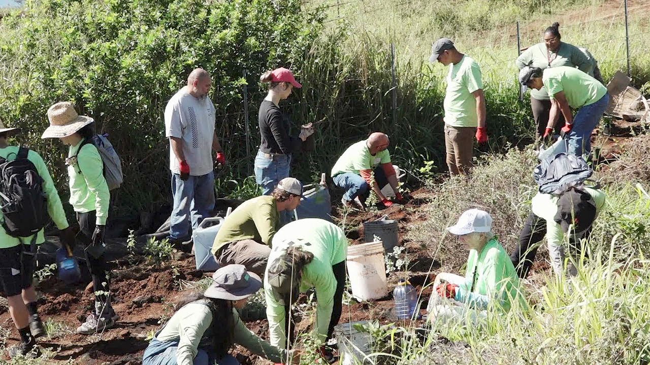 Planting Green Firebreaks with Malama Learning Center - YouTube