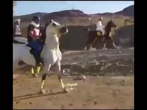 Арабский конь 😍