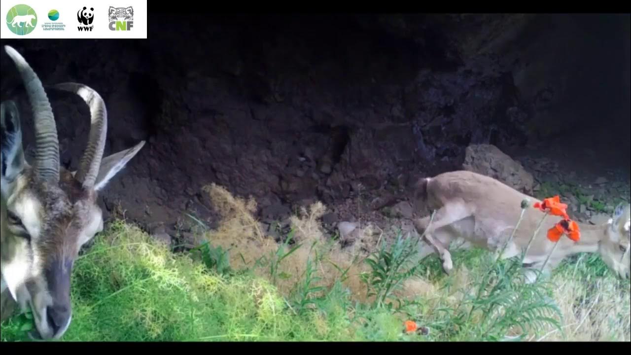 Խոսրովի անտառ պետական արգելոց Youtube