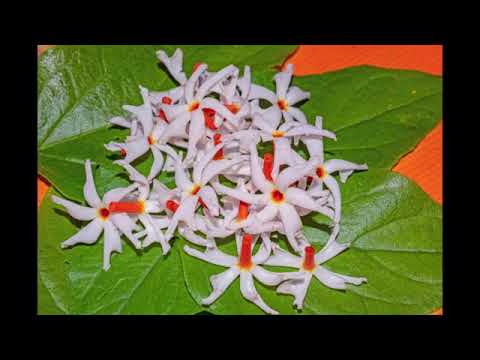 parajanamar janamar shubha laganat jadi he aamar hoi dekha..old Assamese song..video3gp...by jubu...