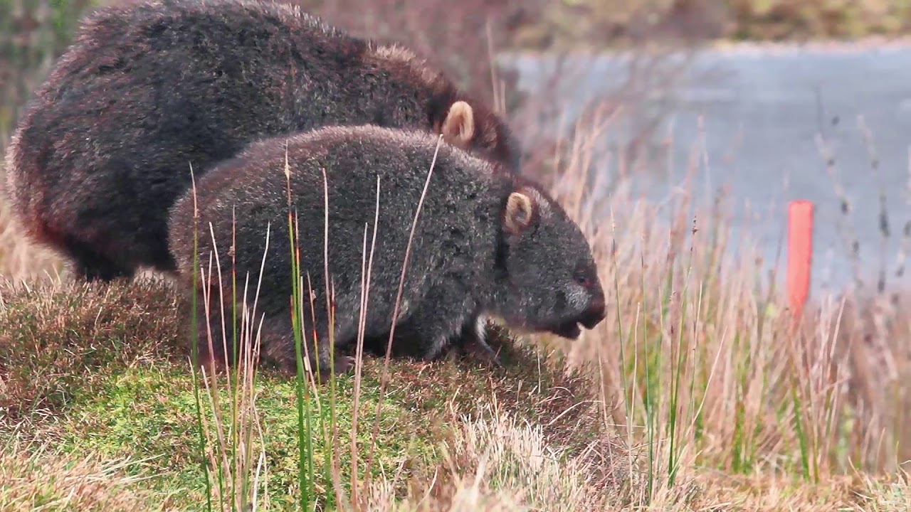 Wombat - Baby and Mother Stock Footage download - YouTube
