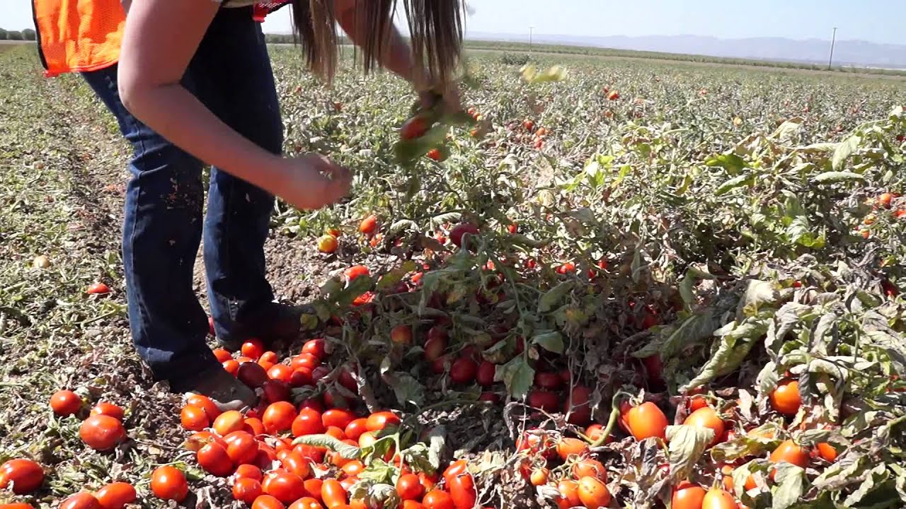 Tomato Shake - YouTube