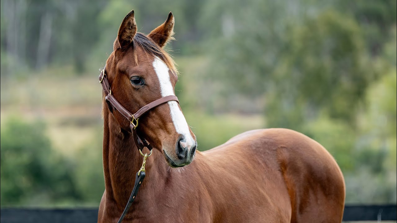 Lot 178 The Autumn Sun x Madam Tracy Filly from Element Hill ...